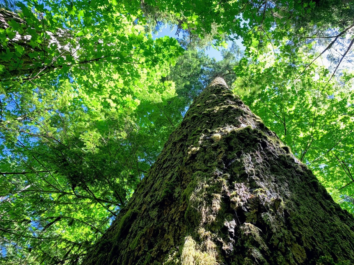 Trees Provide 5D Activations Of Our Sacred Humanity – SoulFullHeart ...